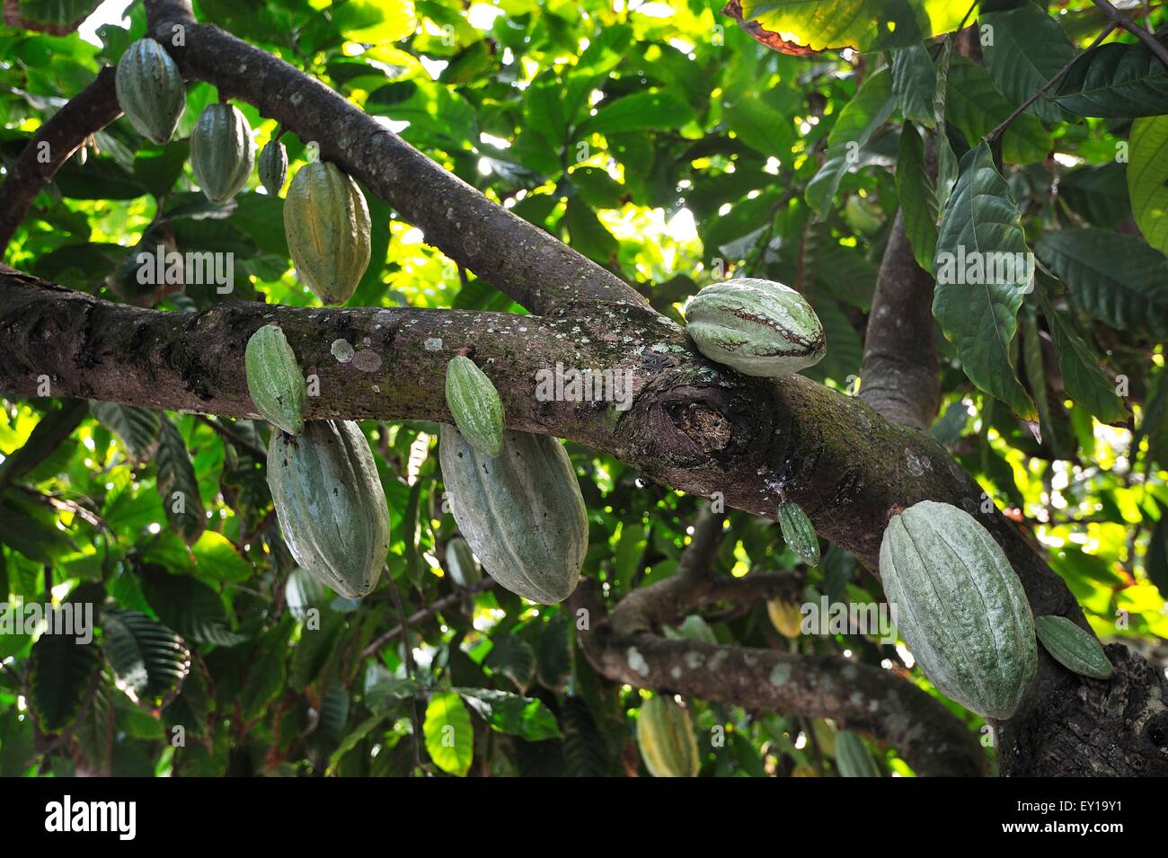 Coca growing hi-res stock photography and images - Alamy