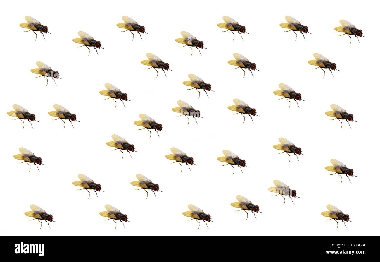 Flies scattered randomly on a white background Stock Photo - Alamy