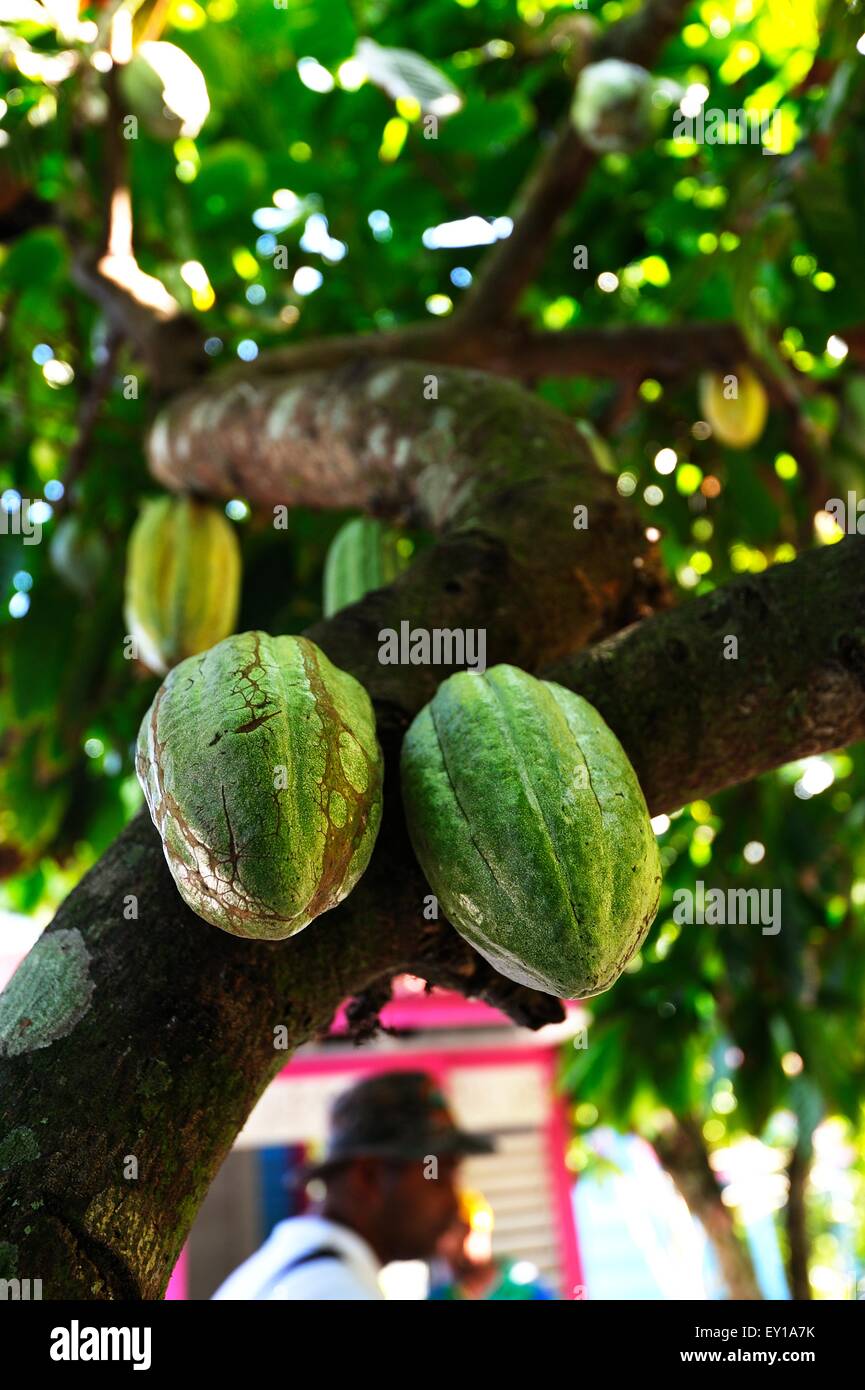 Coca Pods Growing on a Tree Stock Photo - Alamy