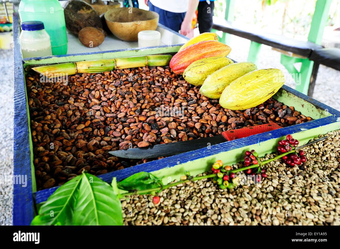 Coca Pods and Coca Beans Stock Photo - Alamy