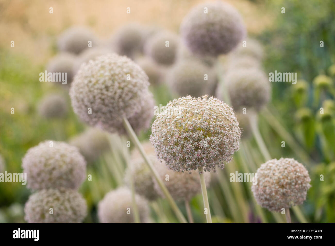 Allium seed heads hi-res stock photography and images - Alamy