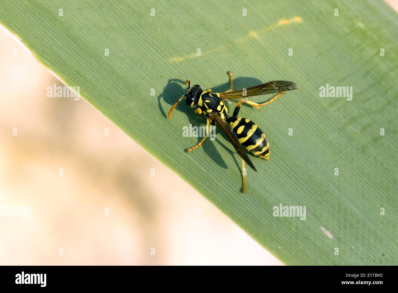 Wasp on leaf in the sun Stock Photo - Alamy
