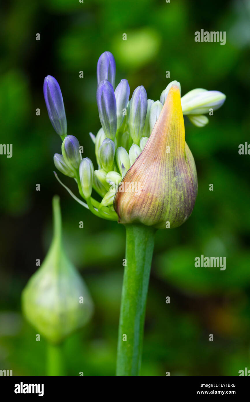 Emerging flowers from the fat bud of Agapanthus 'Bressingham Blue ...