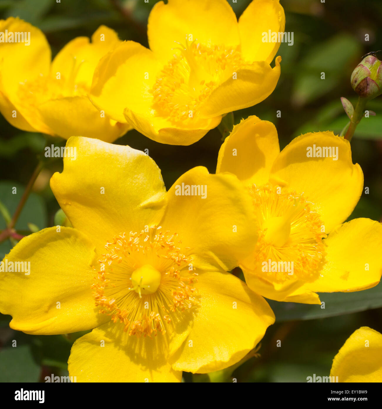 Large yellow flowers of the long flowering hybrid, Hypericum 'Hidcote ...