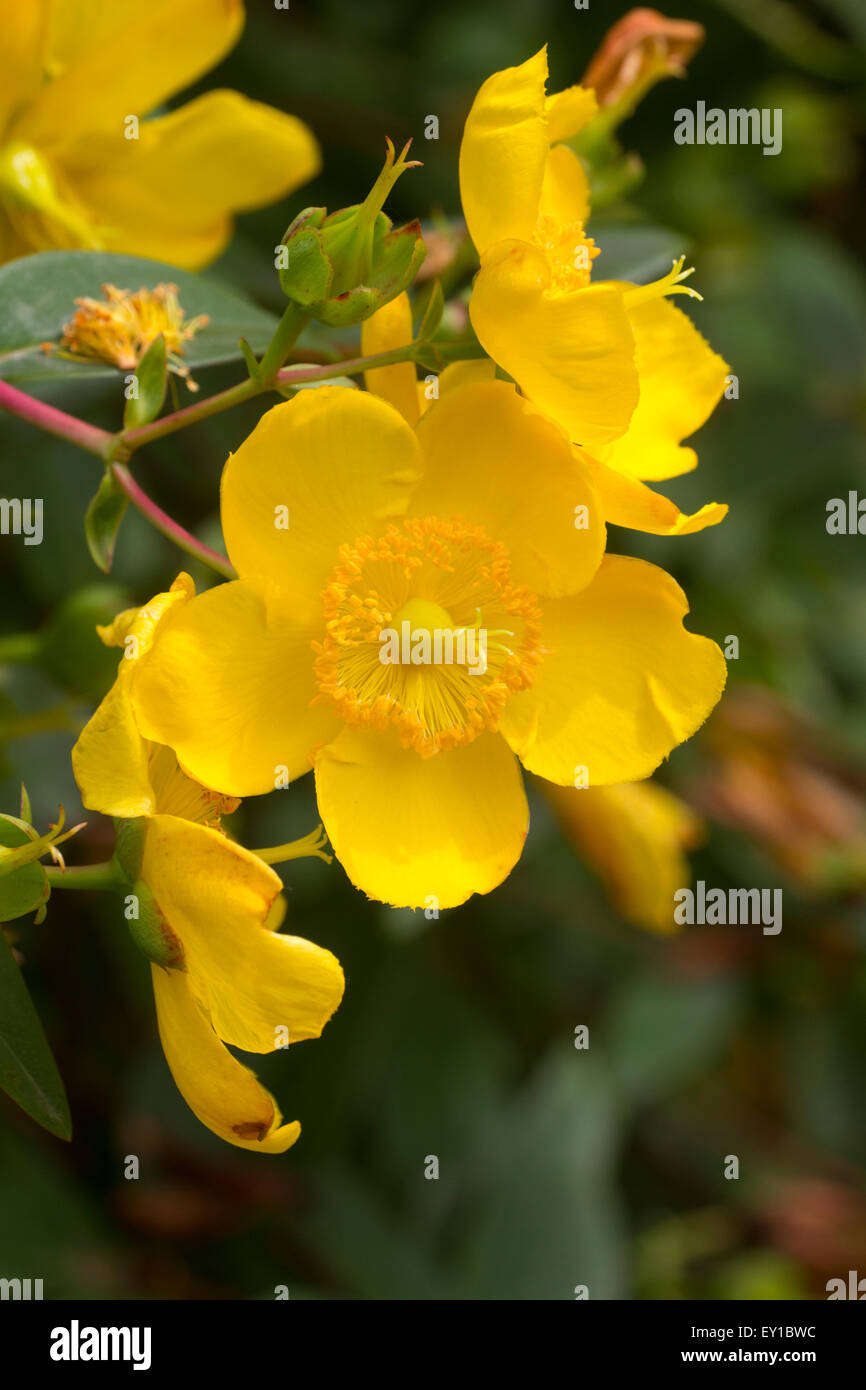 Large yellow flowers of the long flowering hybrid, Hypericum 'Hidcote ...