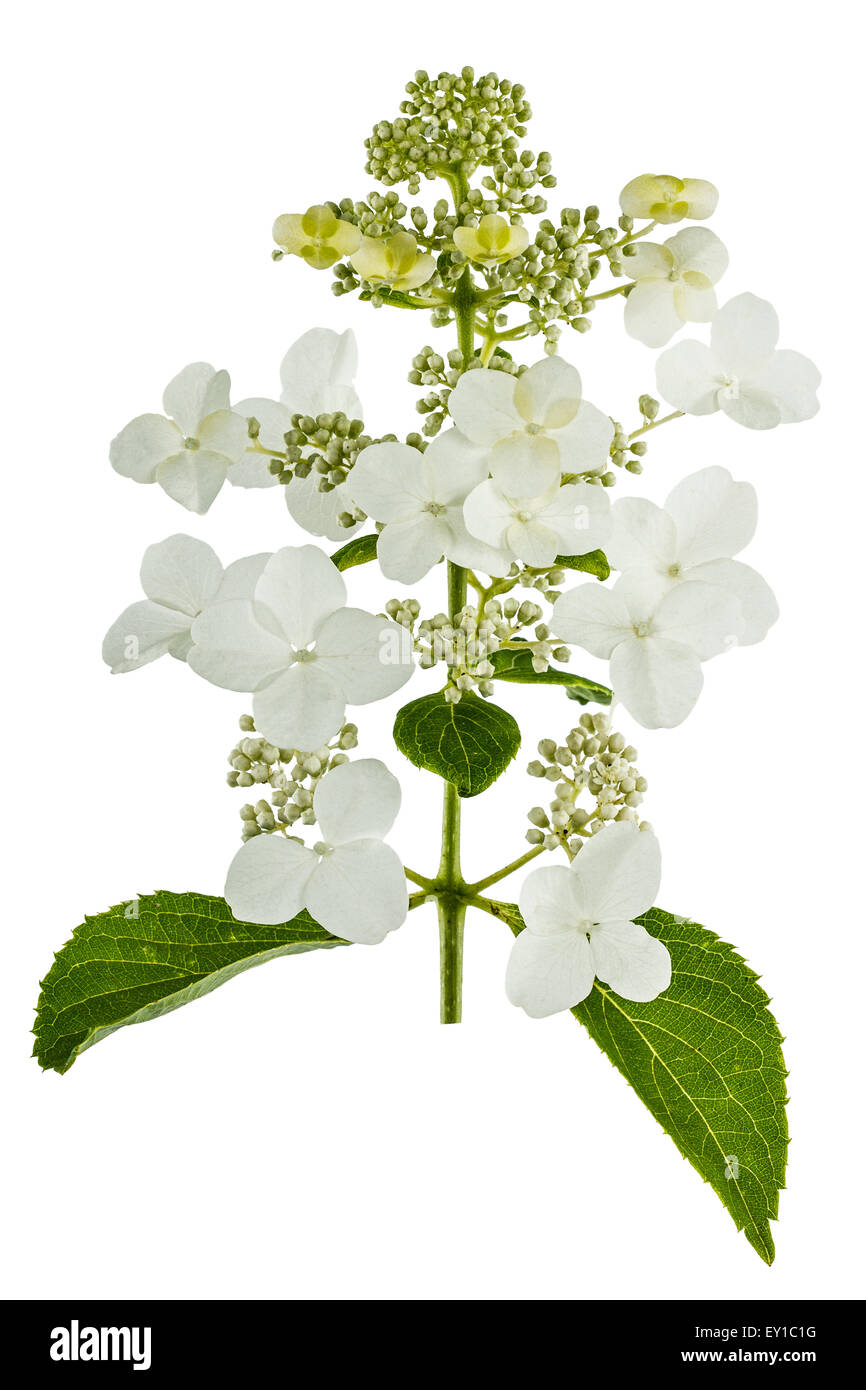Flowers of Hydrangea isolated on a white background Stock Photo - Alamy