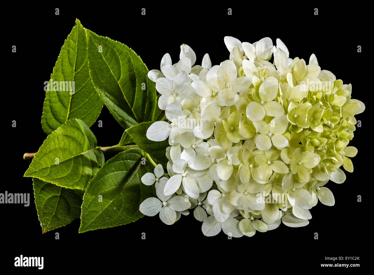 Flowers of hydrangea, isolated on black background Stock Photo - Alamy