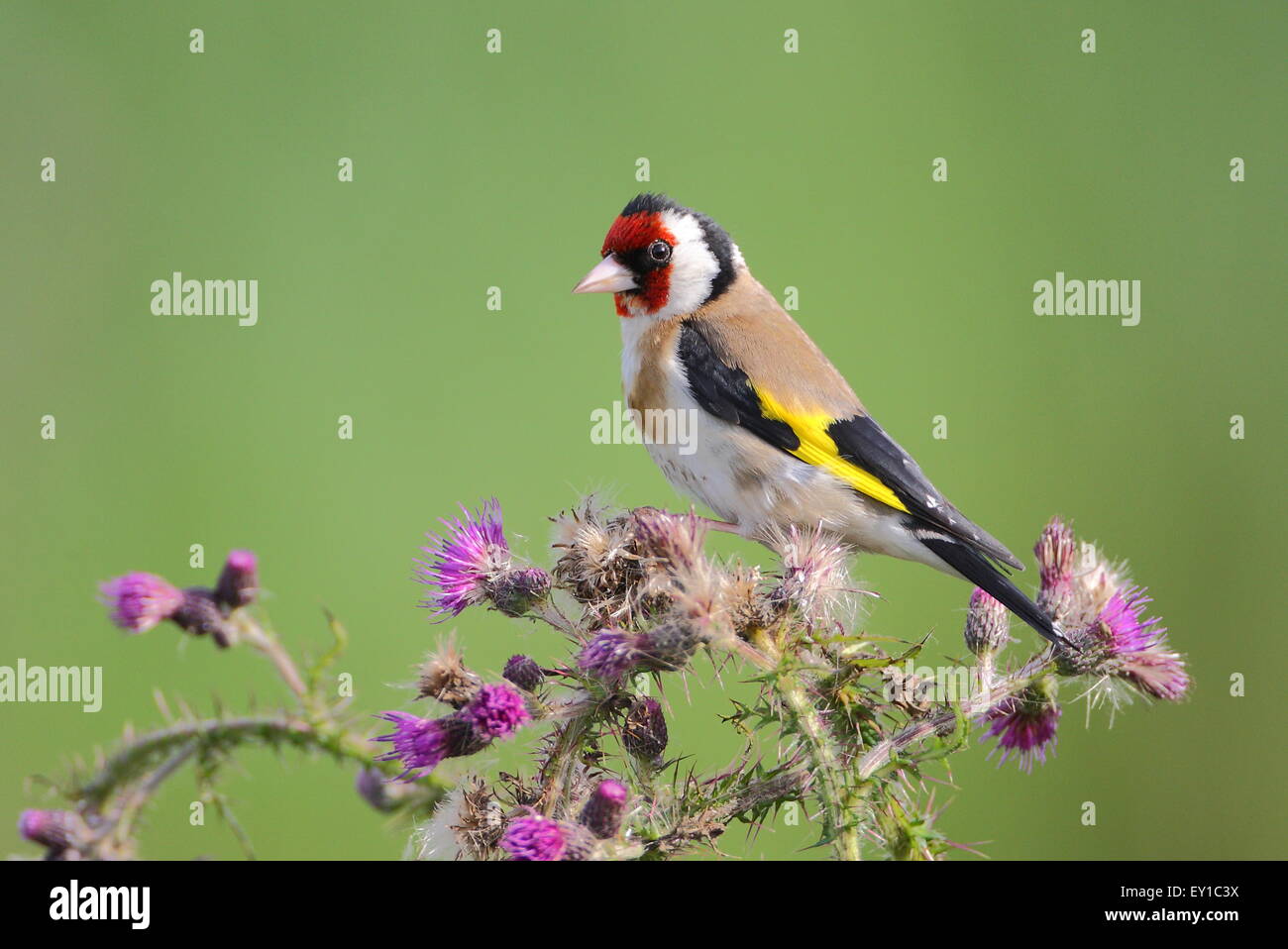Goldfinch uk thistles hi-res stock photography and images - Alamy