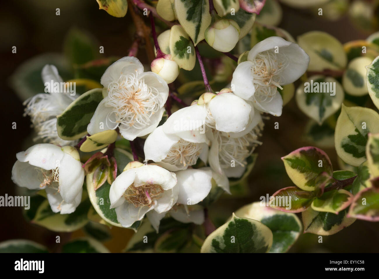 Luma apiculata glanleam hi-res stock photography and images - Alamy