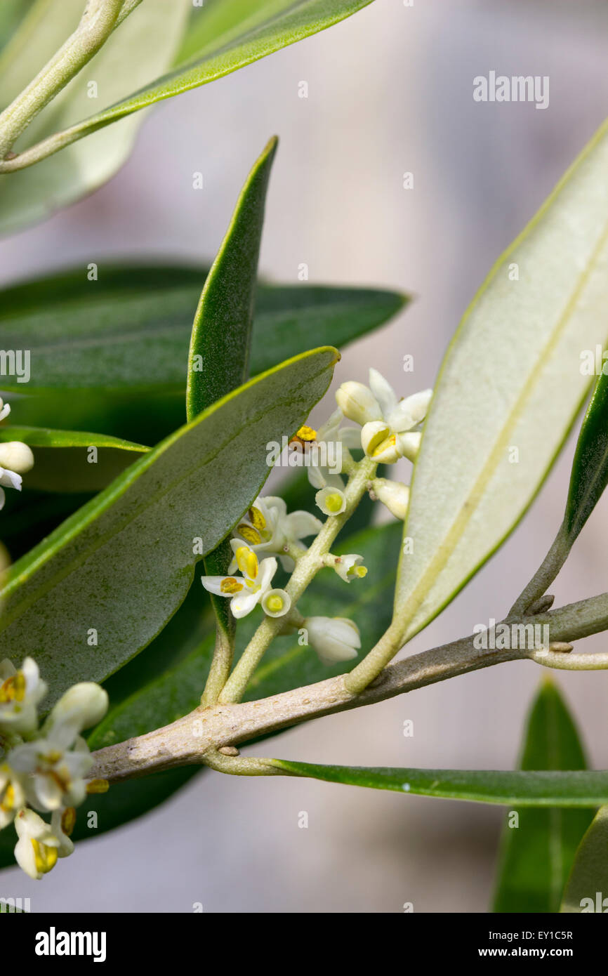 Olea europaea hi-res stock photography and images - Alamy