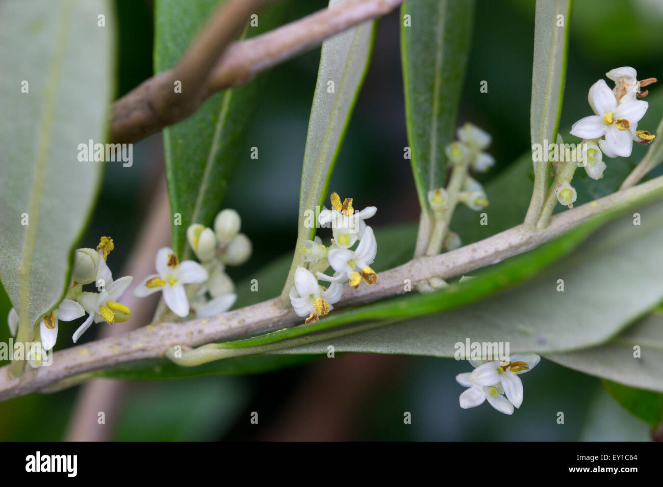 Olea europaea flower hi-res stock photography and images - Alamy