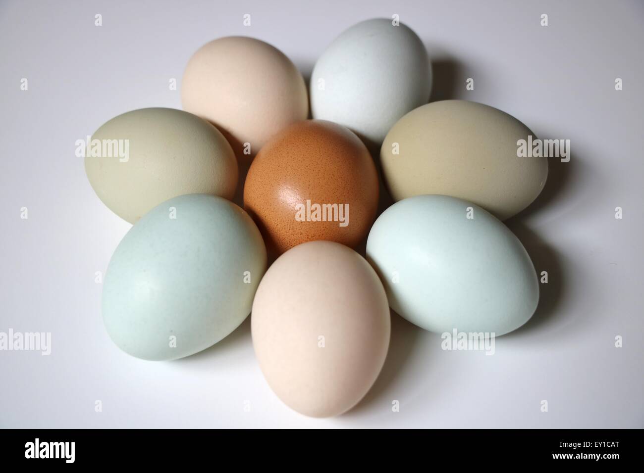 Variety of local farm-fresh eggs Stock Photo - Alamy