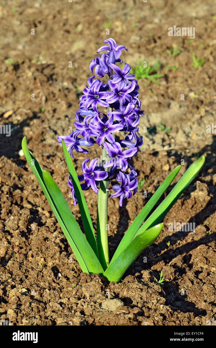 Beautiful purple hyacinth flower closeup Stock Photo - Alamy