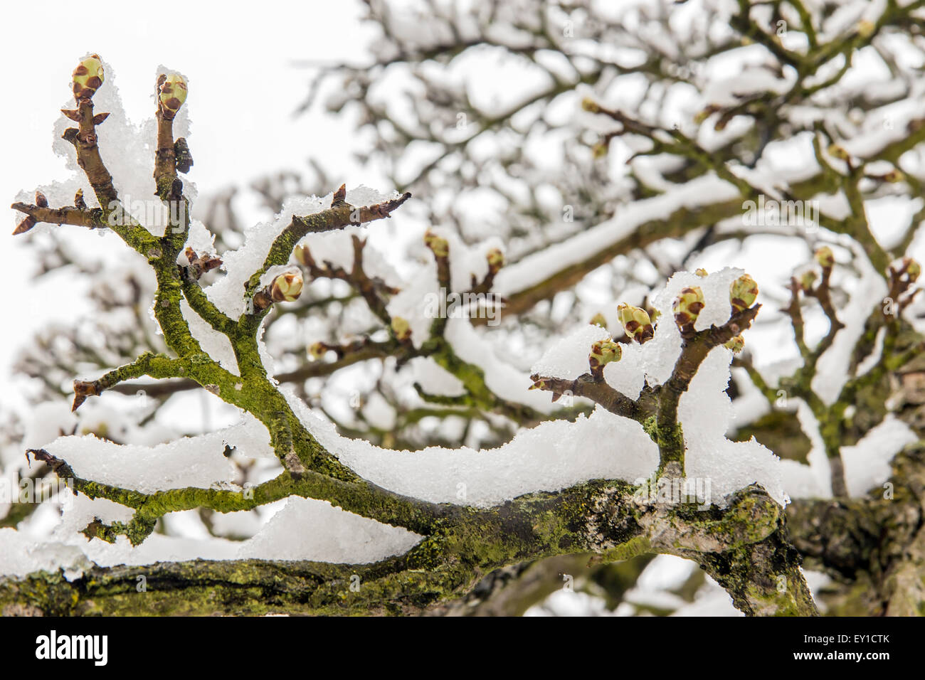 snowy tree pear with bud of pear Stock Photo - Alamy