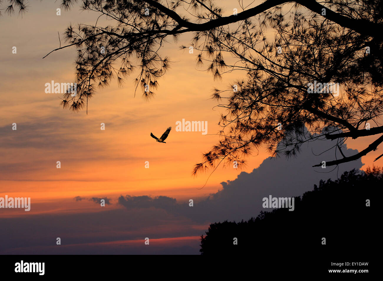 bird flying in the evening Stock Photo - Alamy