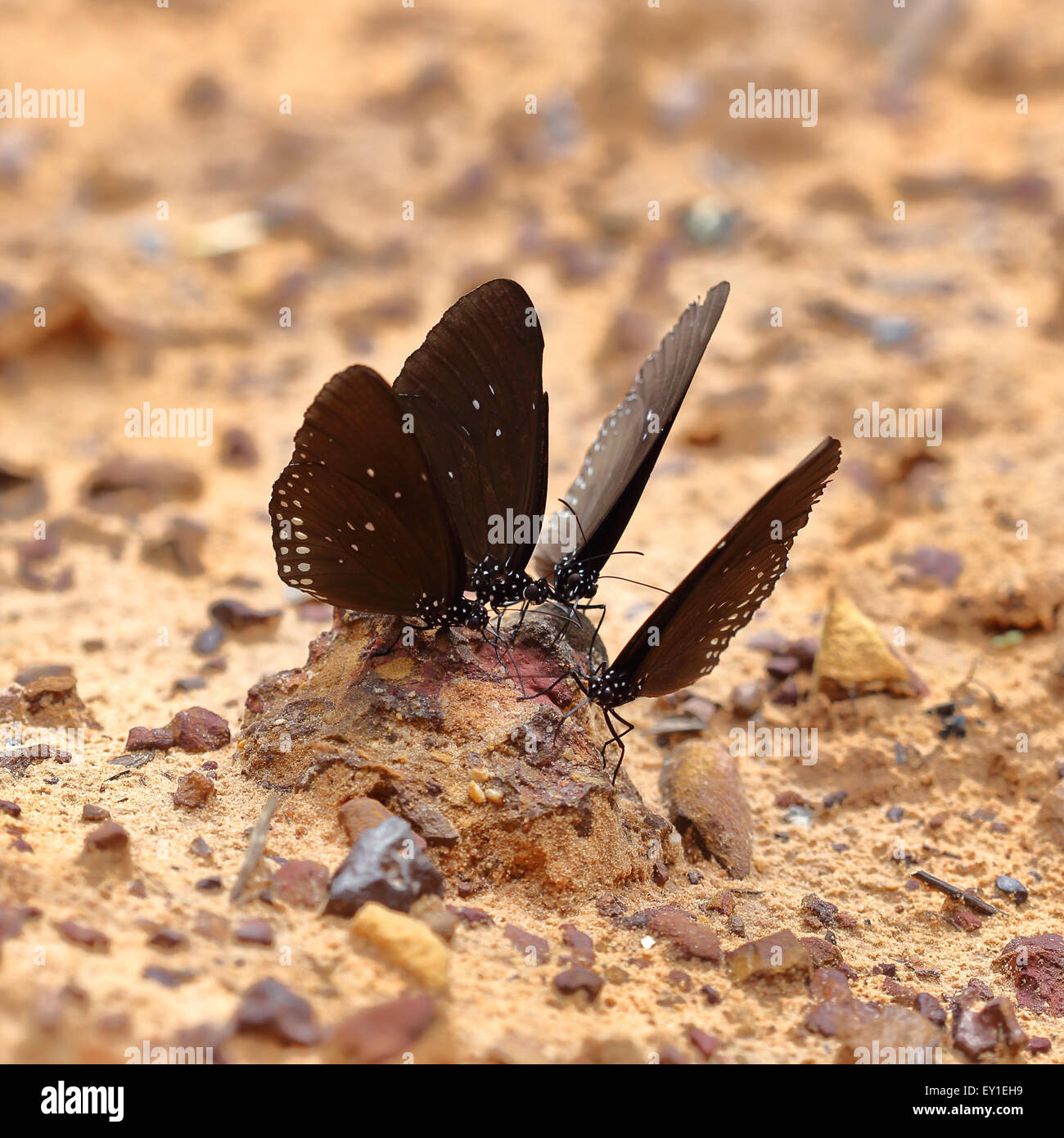 Common Indian Crow butterfly (Euploea core Lucus) on the ground Stock ...