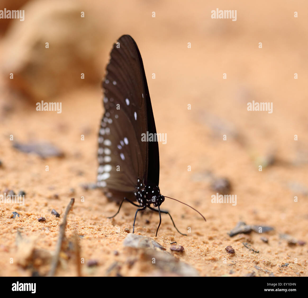 Common Indian Crow butterfly (Euploea core Lucus) on the ground Stock ...