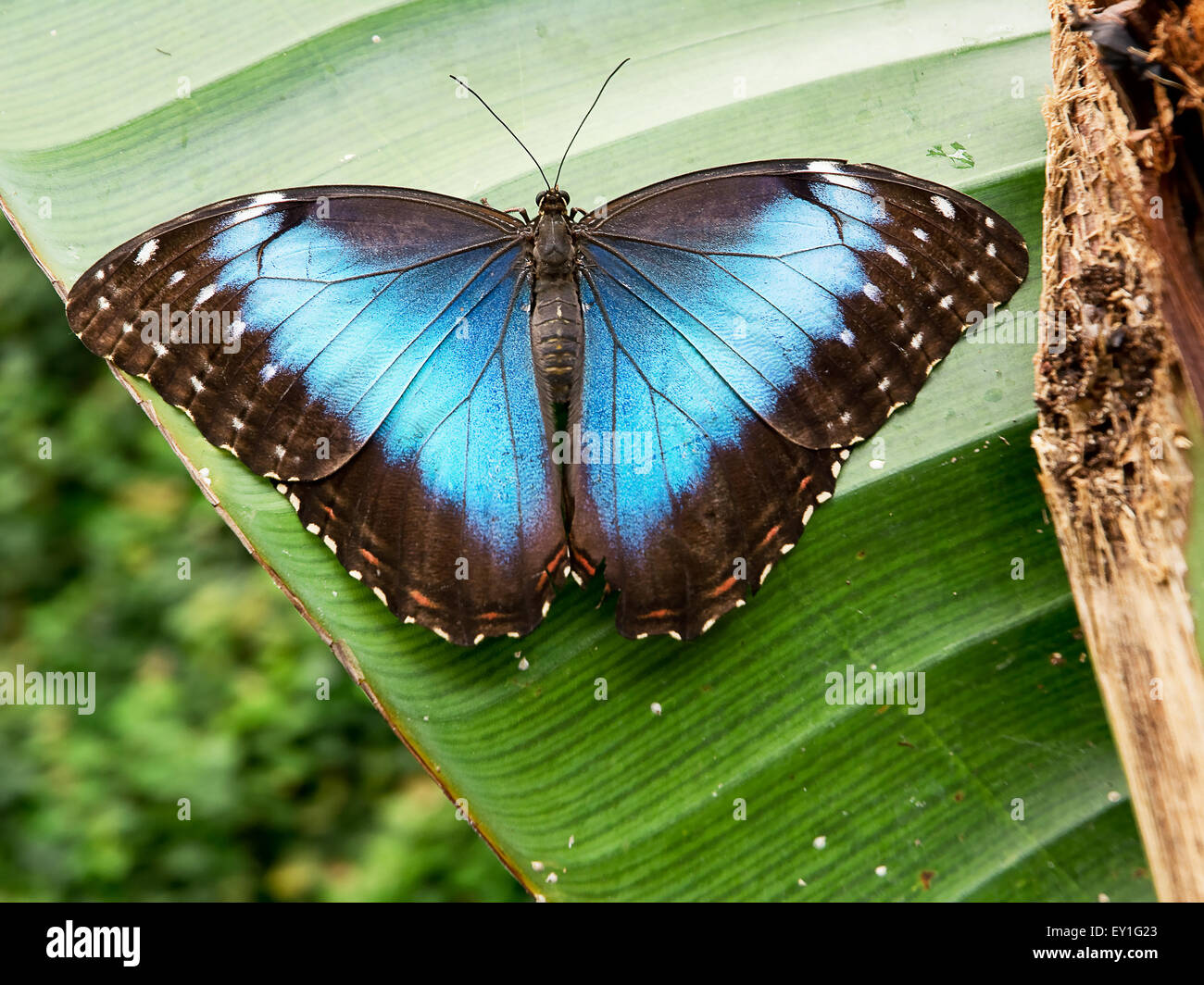 Real Blue Monarch Butterfly