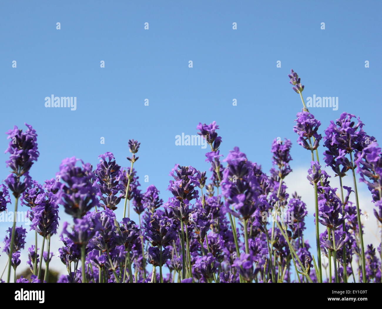 English lavender (lavendula angustifolia) growing in a border in a ...