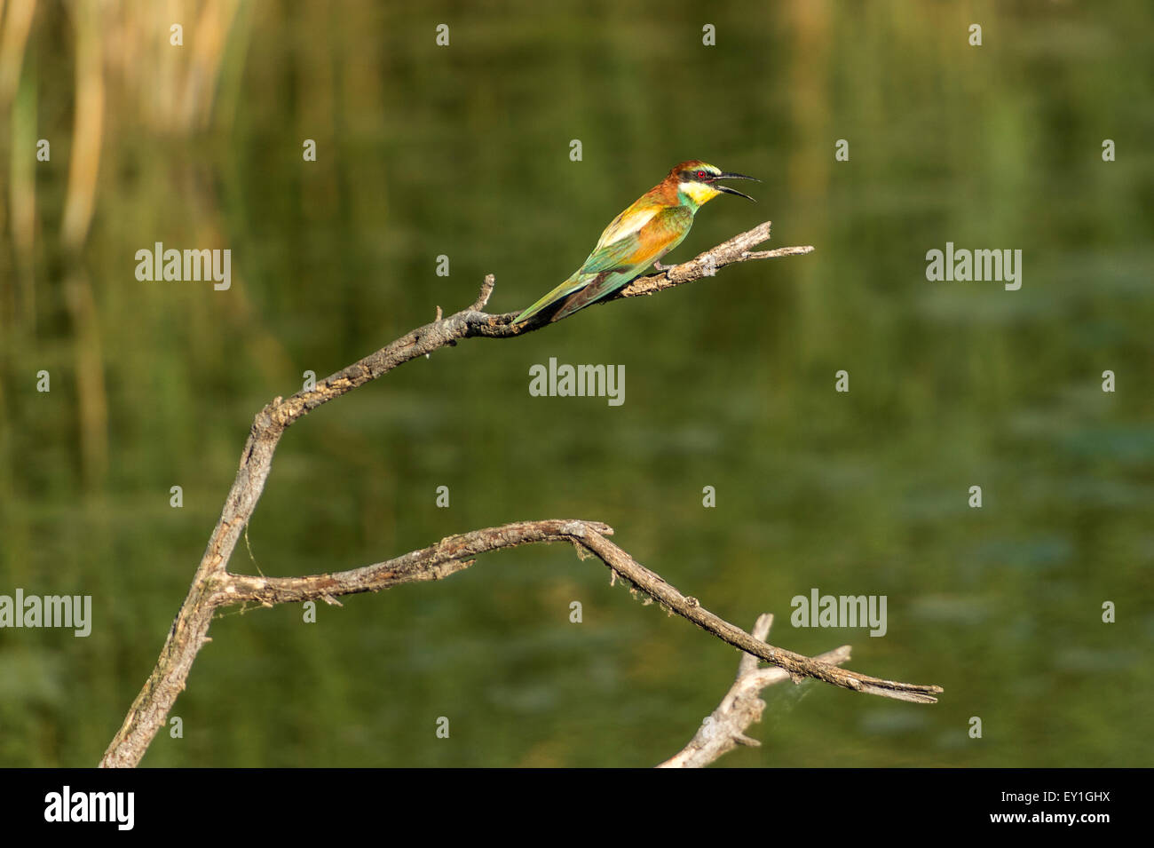 European bee eater bird hi-res stock photography and images - Alamy