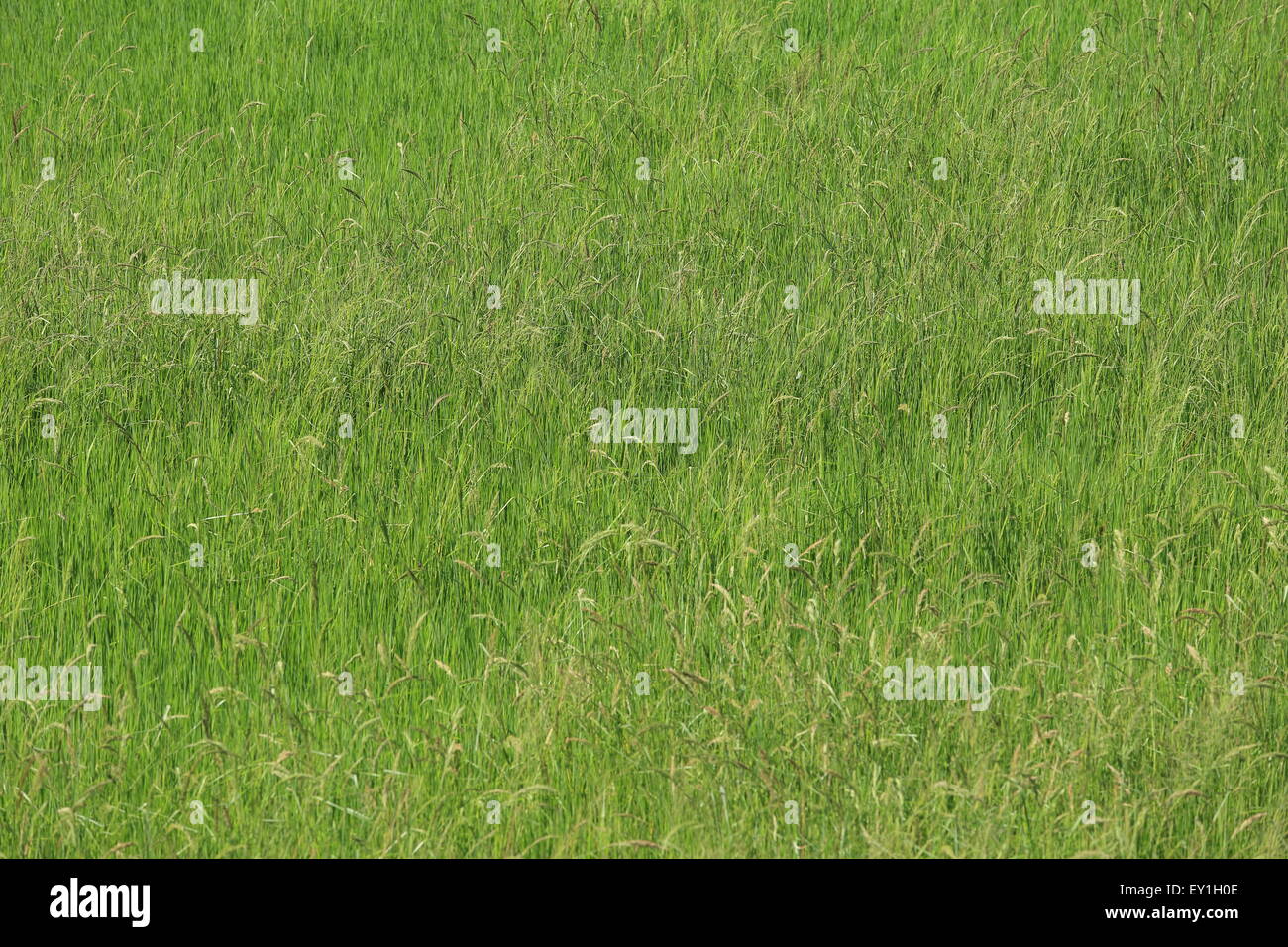 green grass field (view for background Stock Photo - Alamy