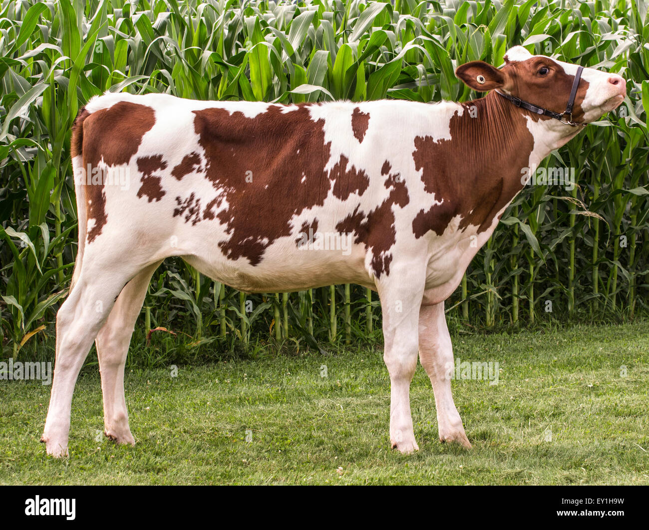 Red holstein cattle hi-res stock photography and images - Alamy