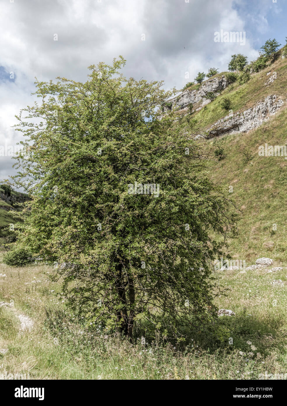 A weather worn tree in Lathkilldale valley near Monyash in Derbyshire ...