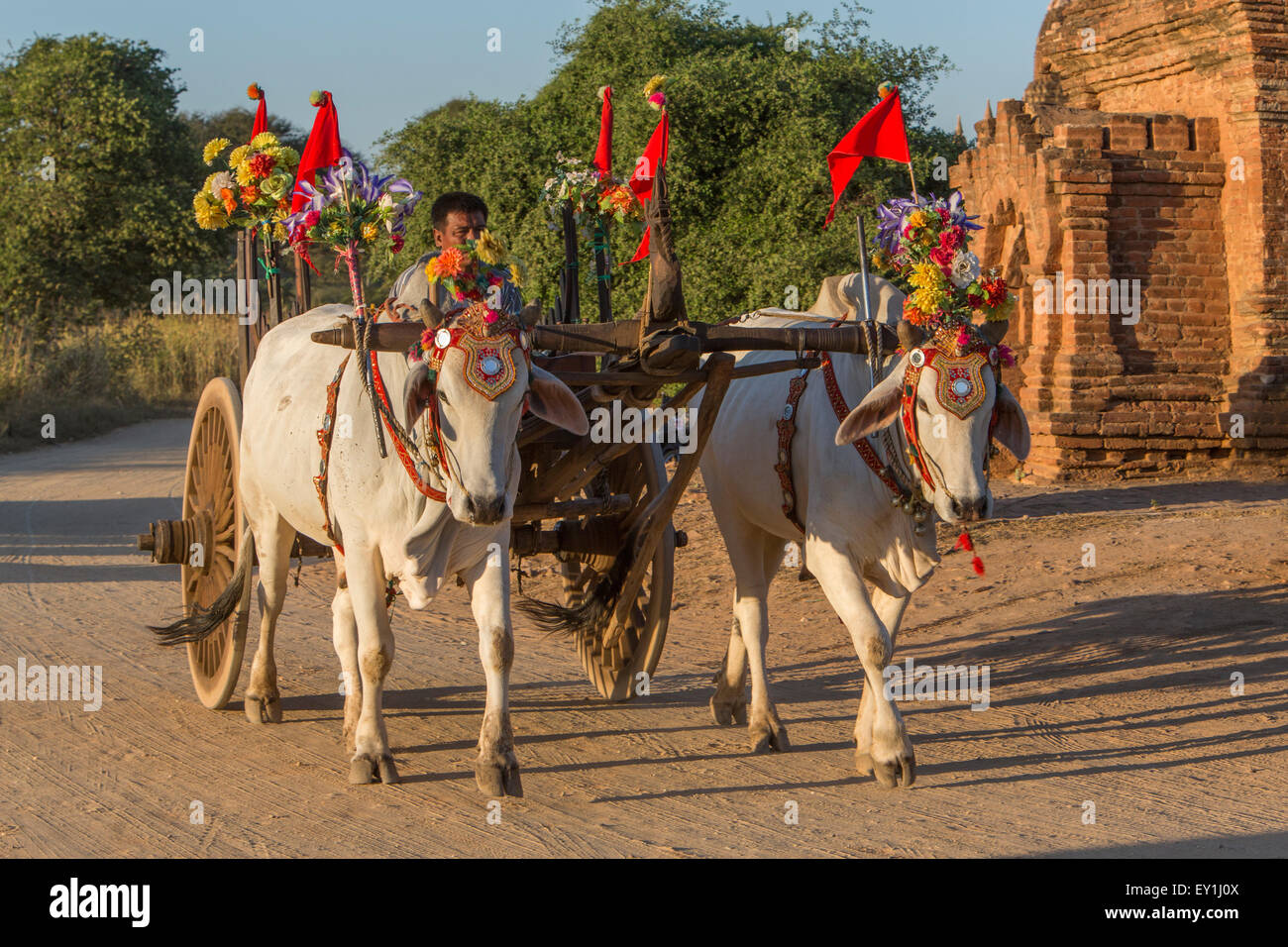 Decorated ox cart at Shwe San Daw temple, Bagan, Myanmar Stock Photo ...