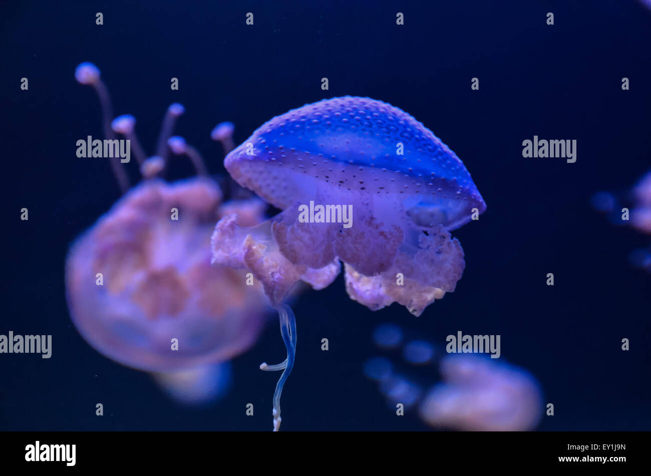 Small Jelly Fish Stock Photo - Alamy