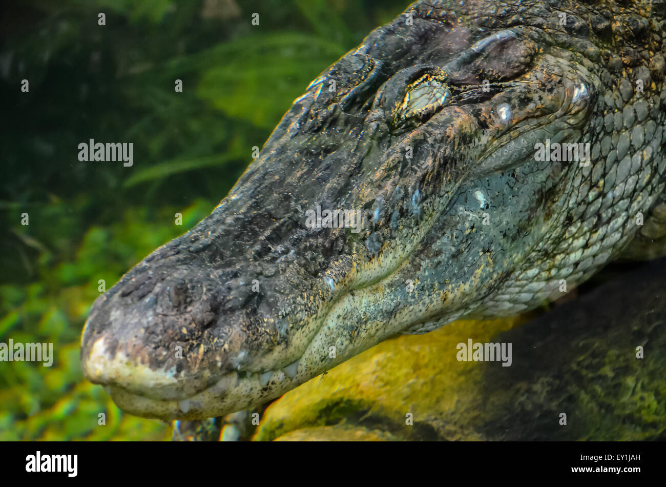Amphibian Prehistoric Crocodile Stock Photo - Alamy