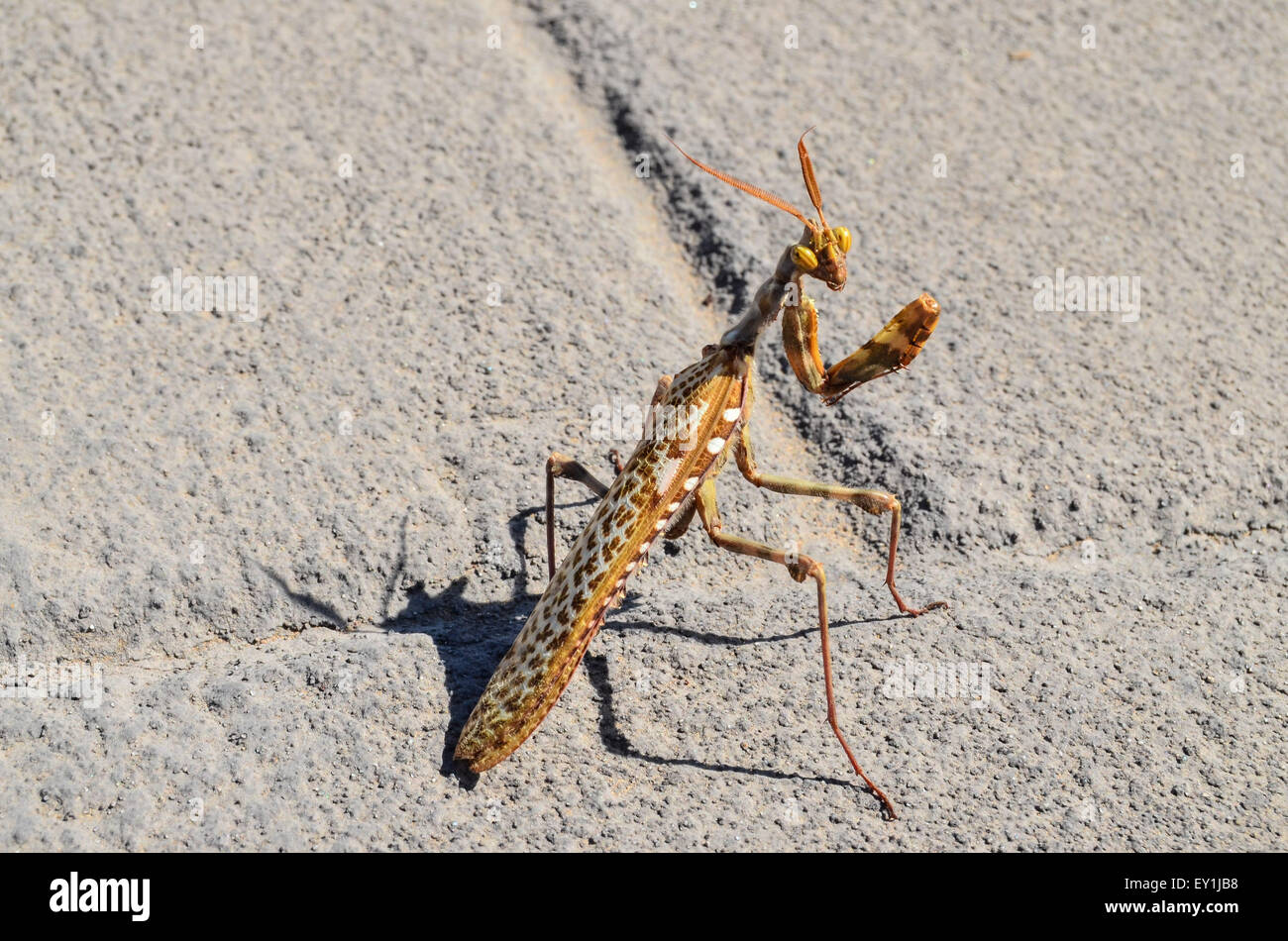 Insect Mantis Religiosa Stock Photo - Alamy