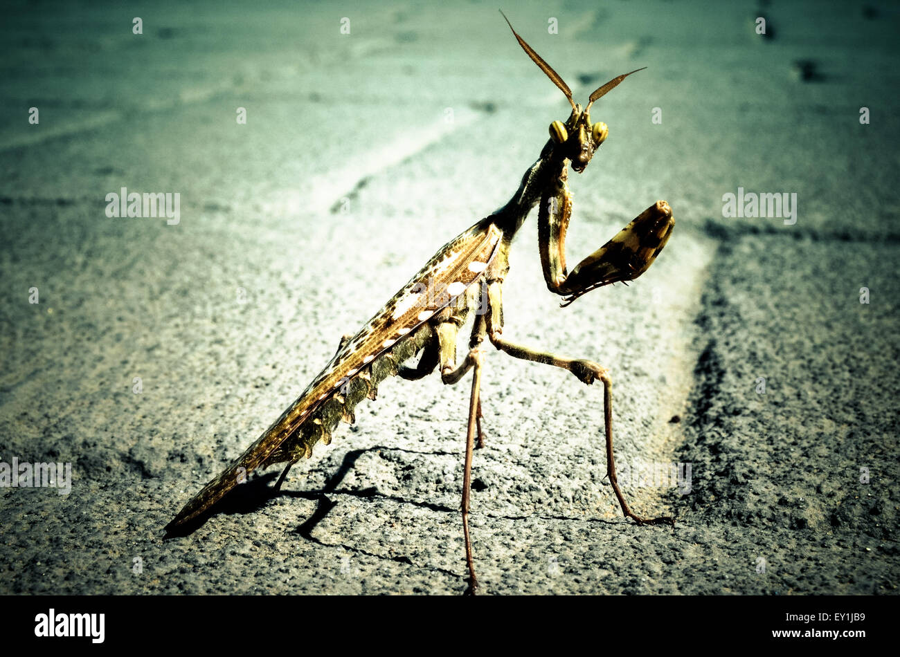 Insect Mantis Religiosa Stock Photo - Alamy
