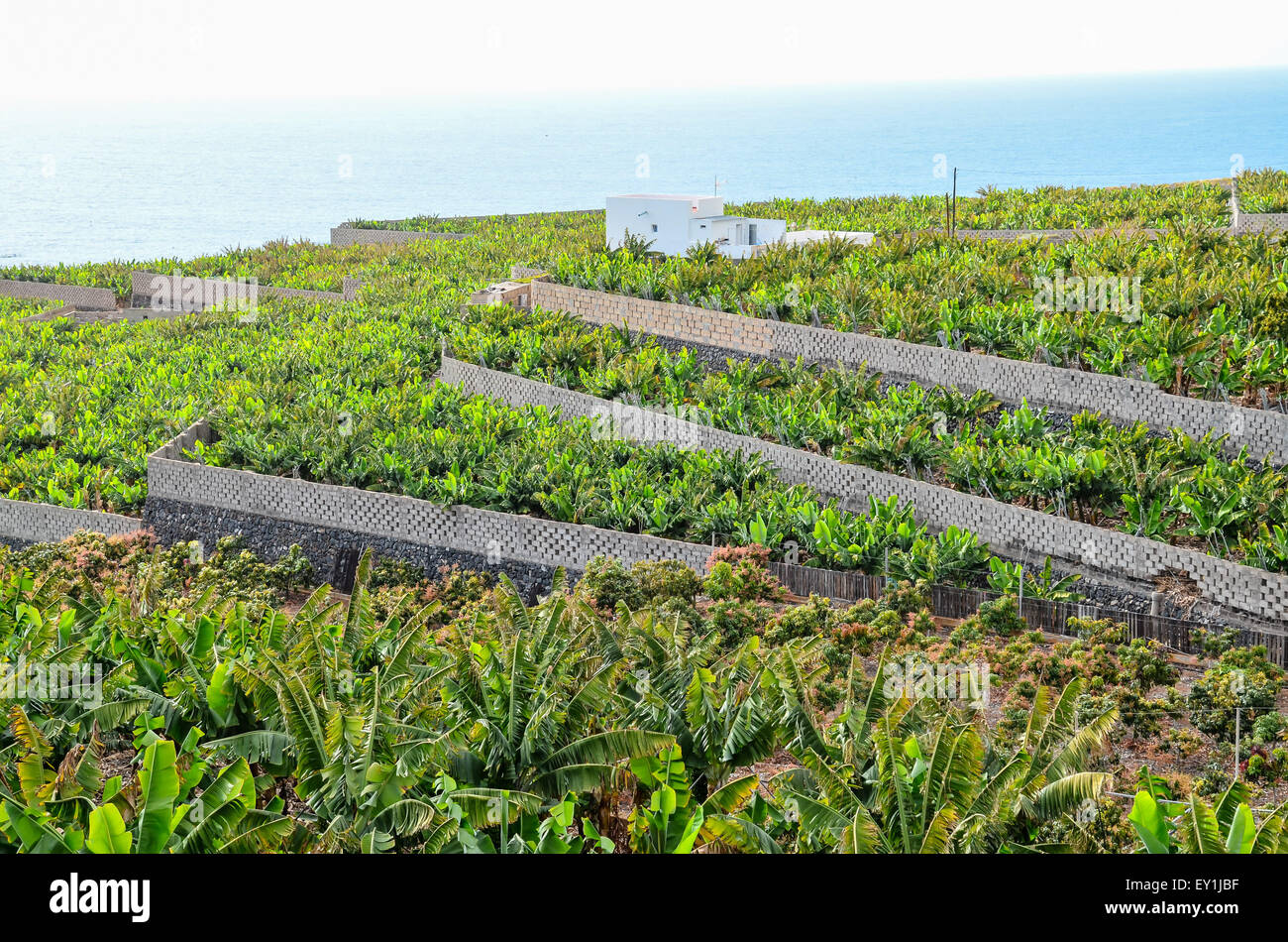 Banana Plantation Field Stock Photo - Alamy