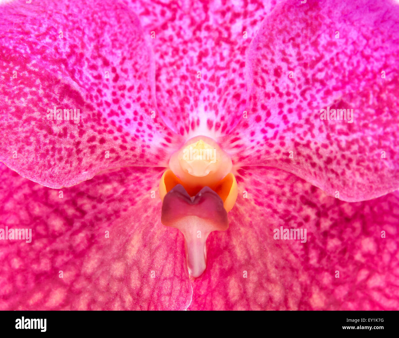 close up picture of beautiful blooming orchid Stock Photo - Alamy