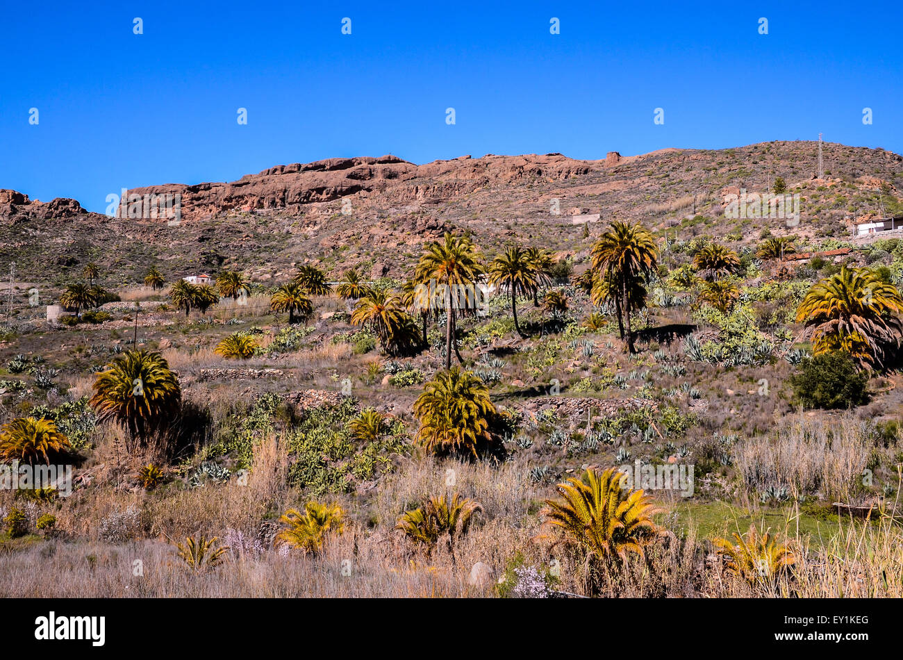 Green Palm Canarian Tree Stock Photo - Alamy