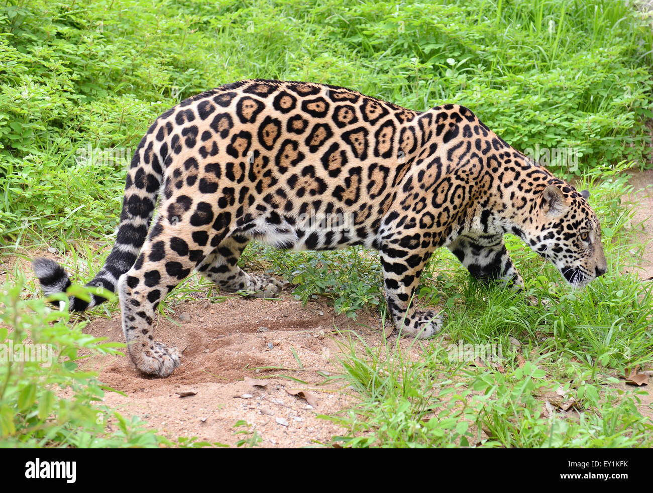 jaguar ( Panthera onca ) in nature Stock Photo - Alamy