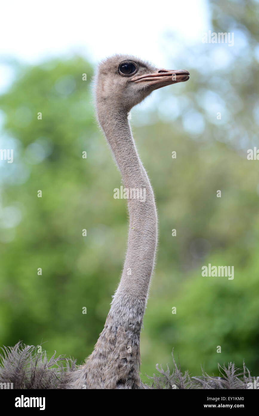Ostrich head face close up animal hi-res stock photography and images ...