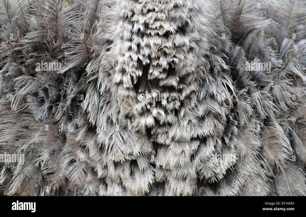 textured of an ostrich feather Stock Photo - Alamy