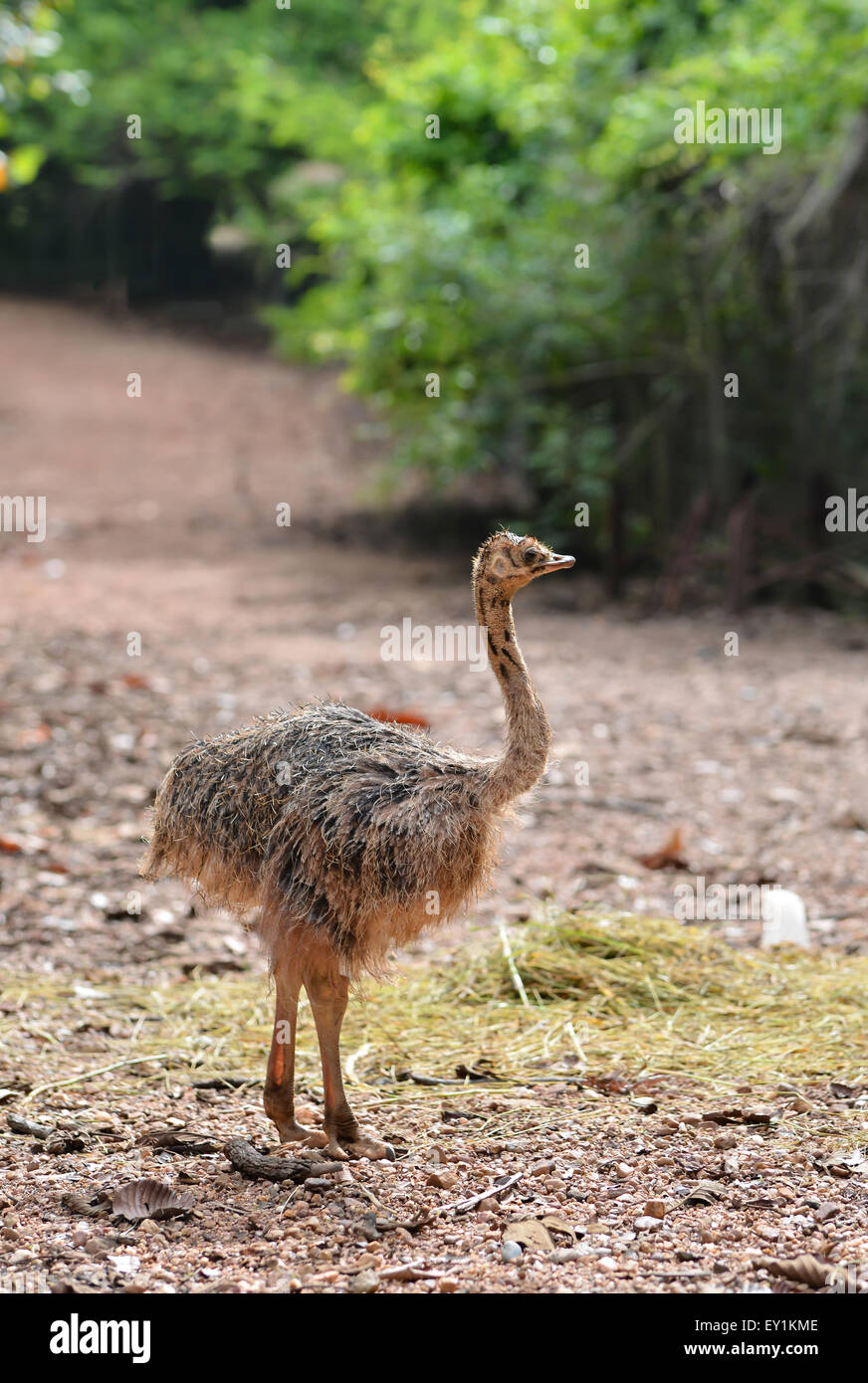 Baby ostrich hi-res stock photography and images - Alamy