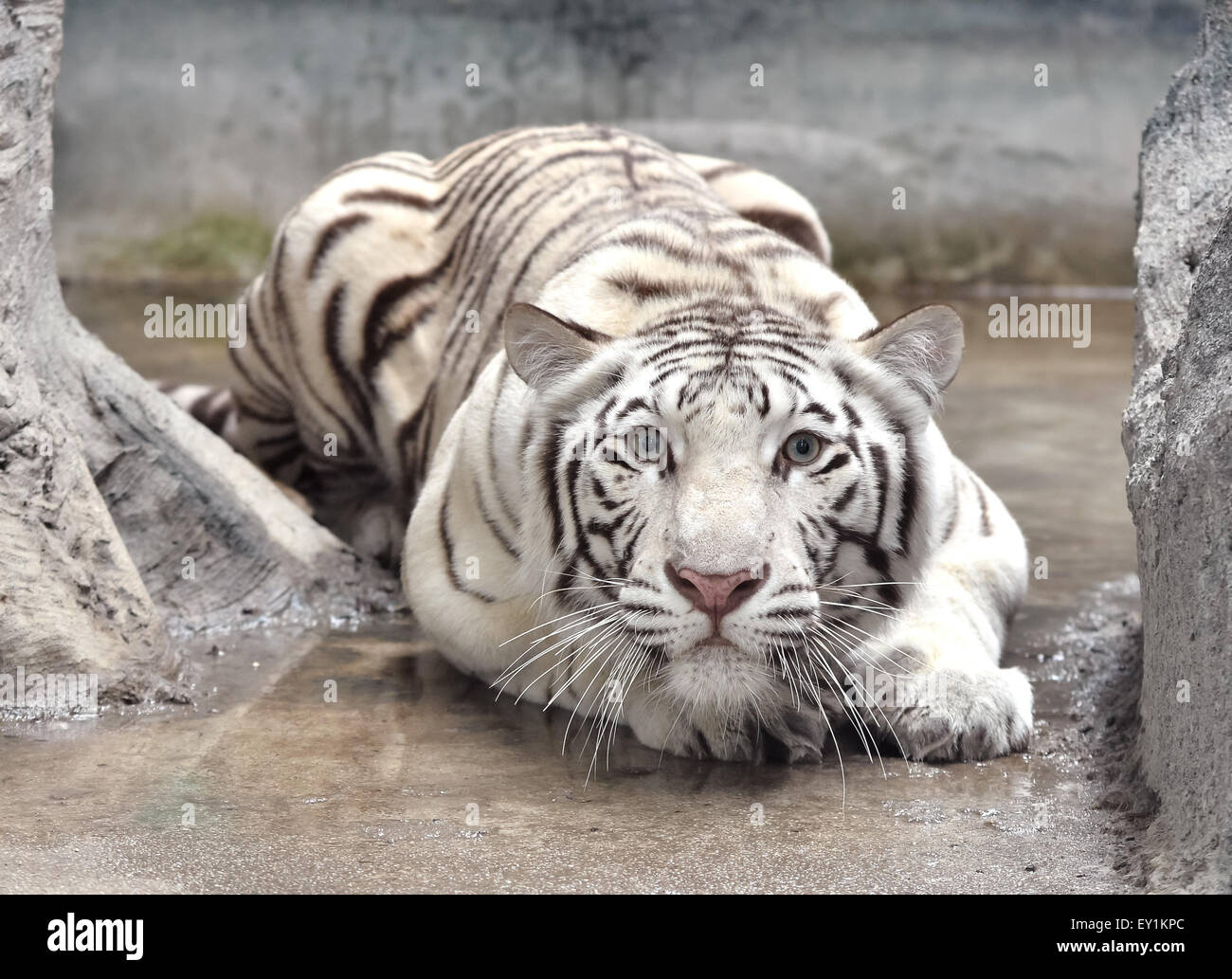 white bengal tiger in captive environment Stock Photo - Alamy