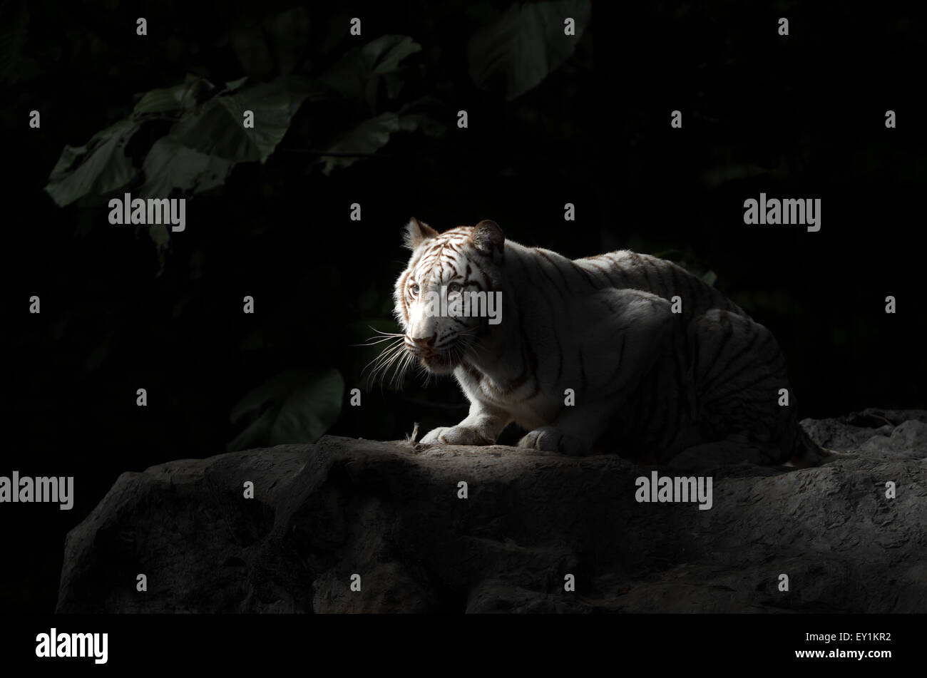 white bengal tiger in the dark night Stock Photo - Alamy