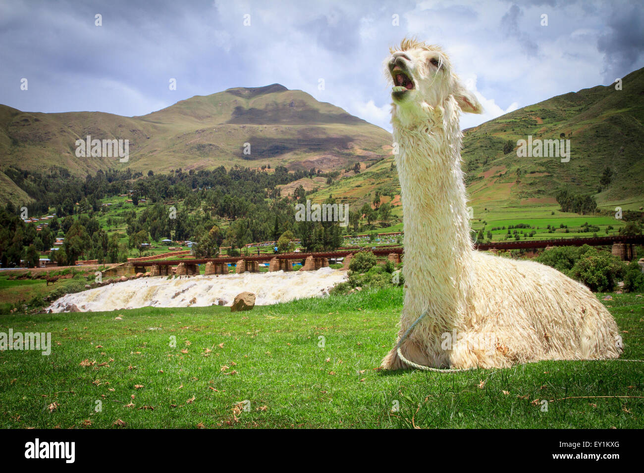 Portrait of a lama on farm Stock Photo - Alamy