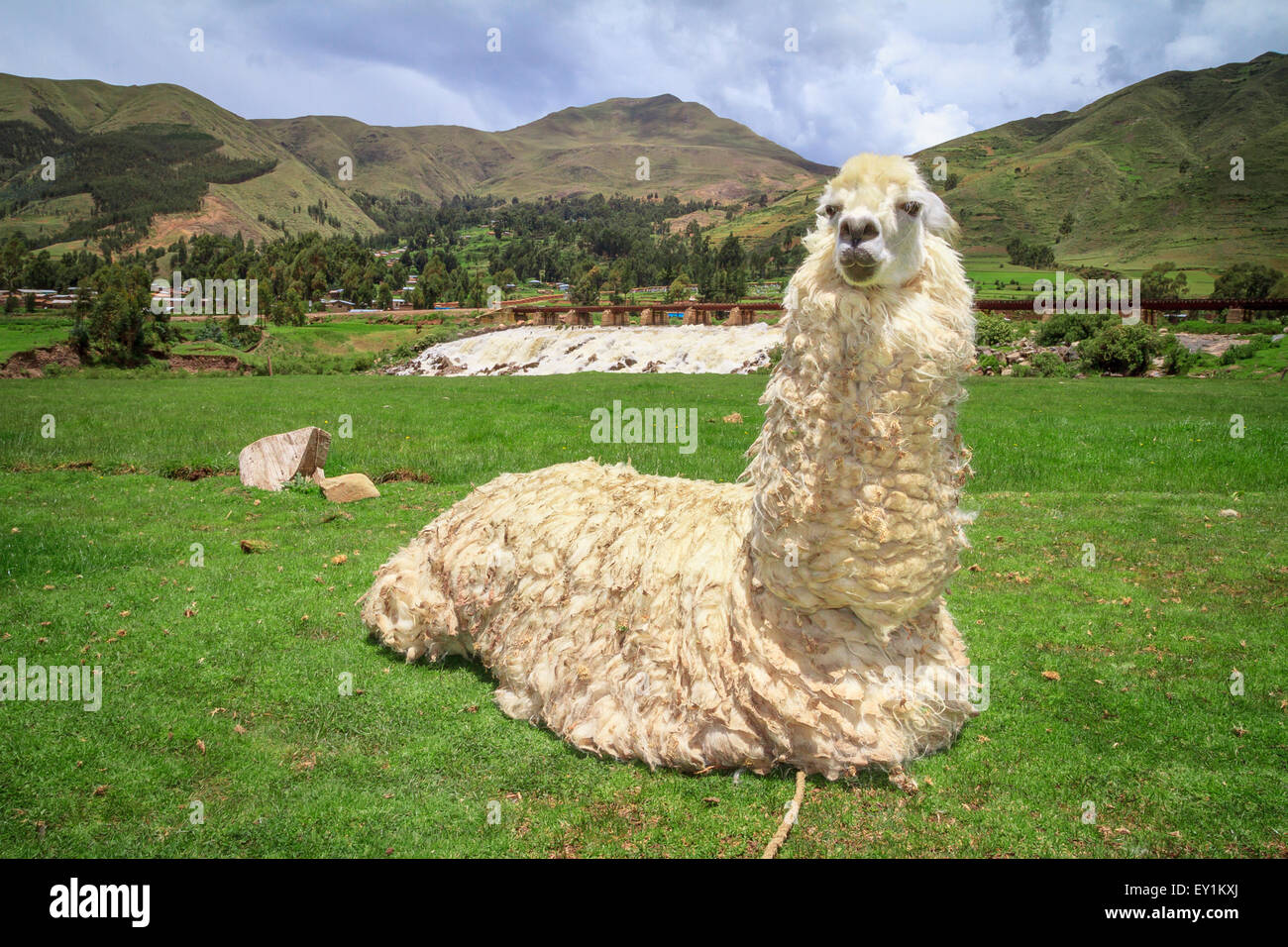 Lama incas hi-res stock photography and images - Alamy