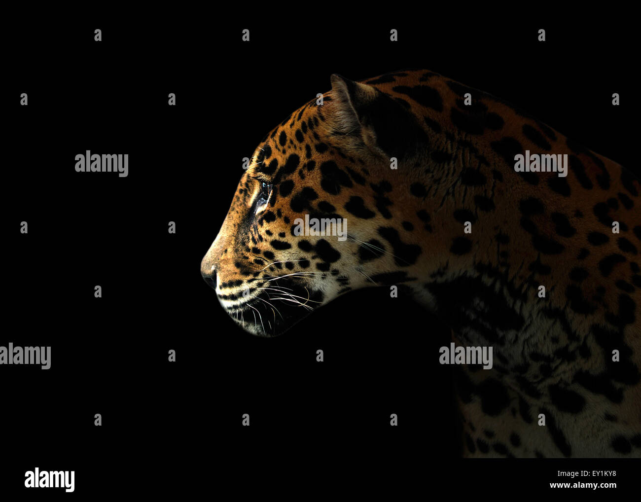Male black jaguar panthera onca hi-res stock photography and images - Alamy
