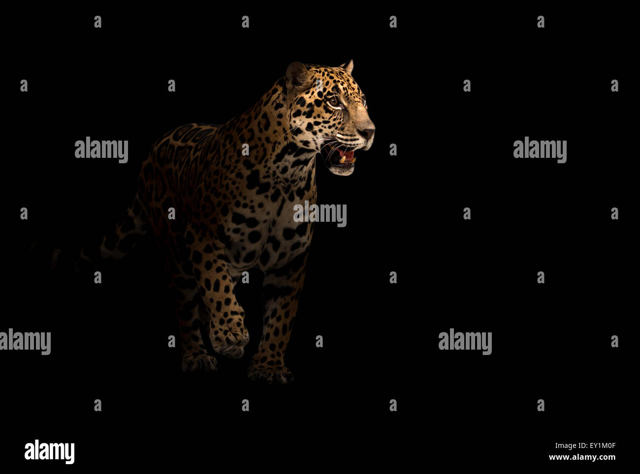 Male black jaguar panthera onca hi-res stock photography and images - Alamy