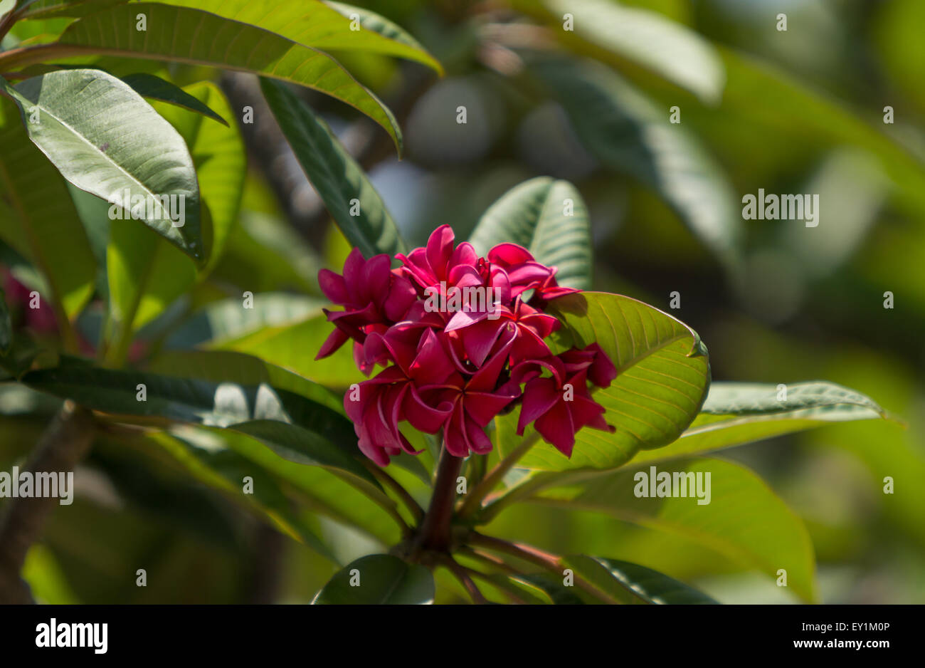 Red plumeria hi-res stock photography and images - Alamy