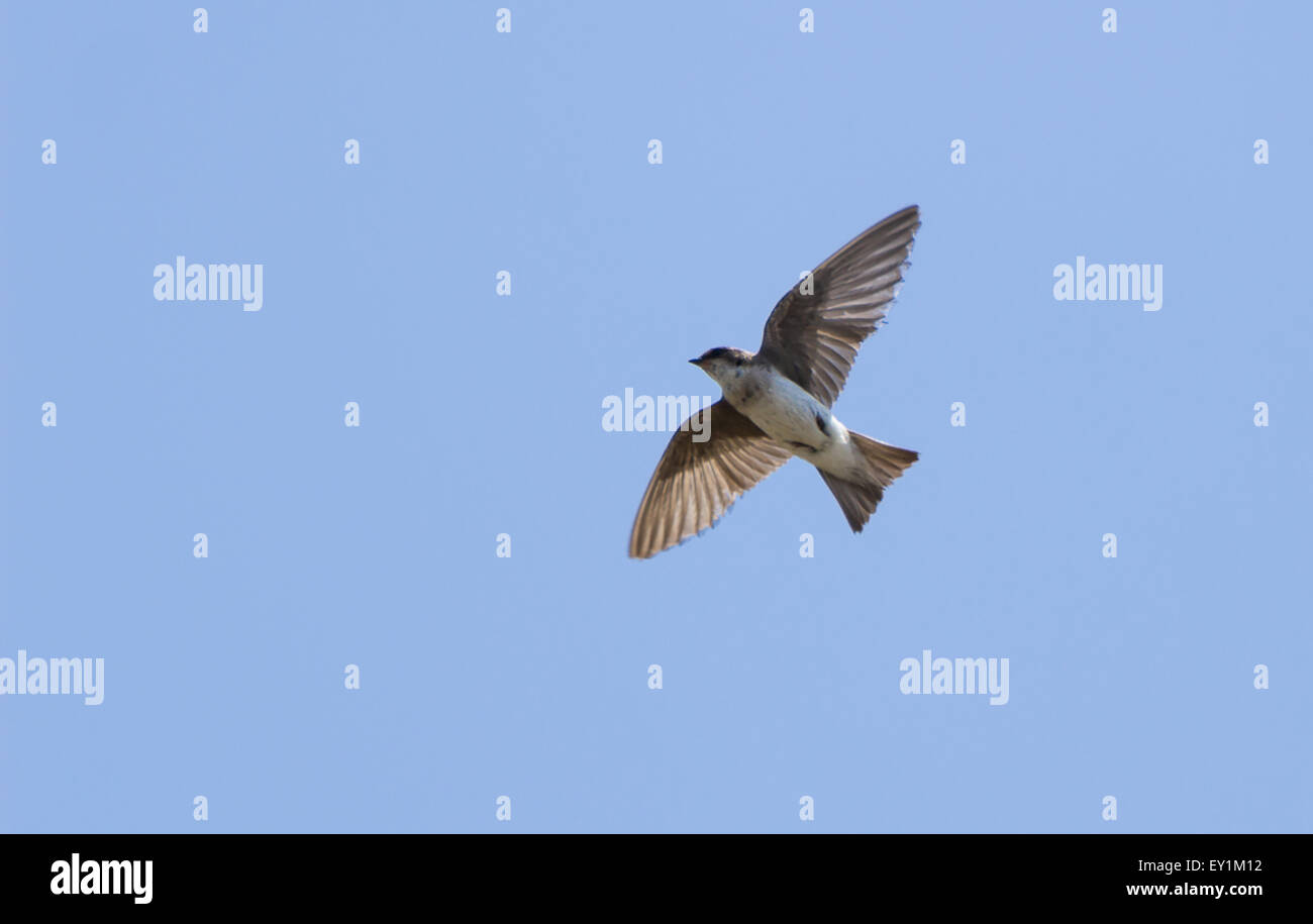 Blue tree swallow flying across a blue sky in spring Stock Photo - Alamy