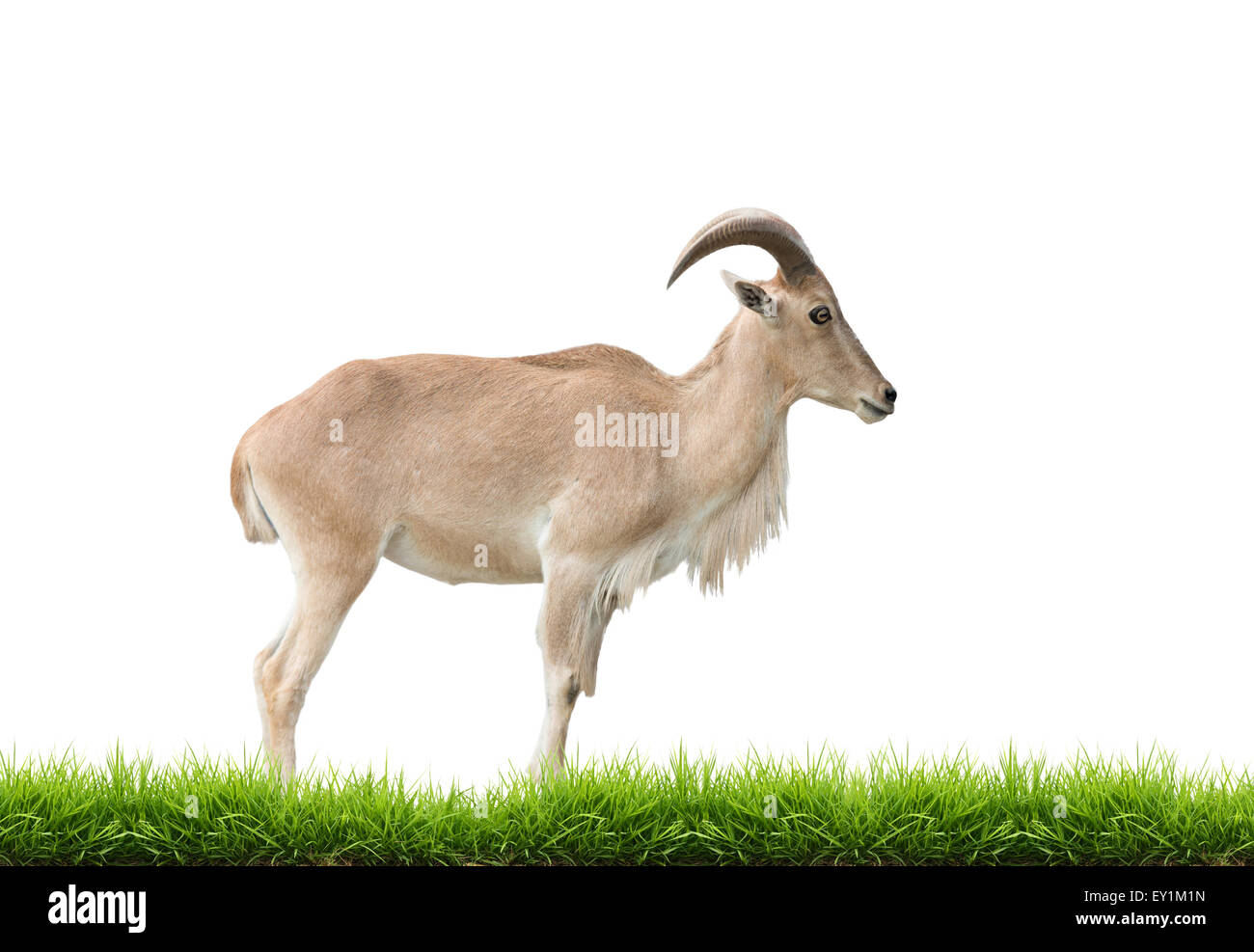 female Barbary sheep with green grass isolated on white background ...