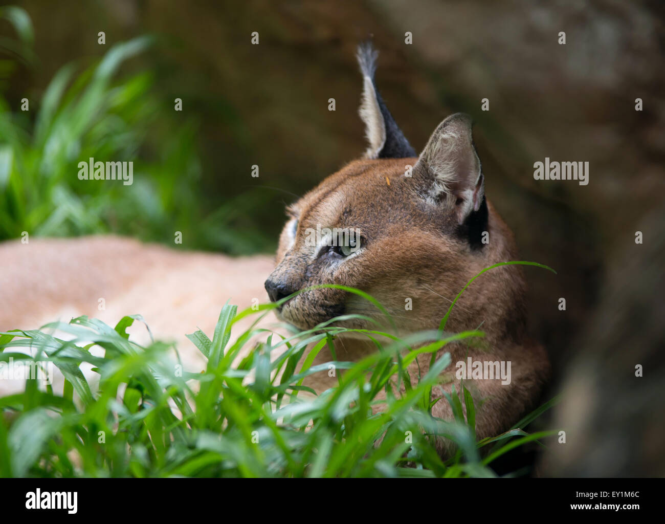 Caracal zoo hi-res stock photography and images - Alamy