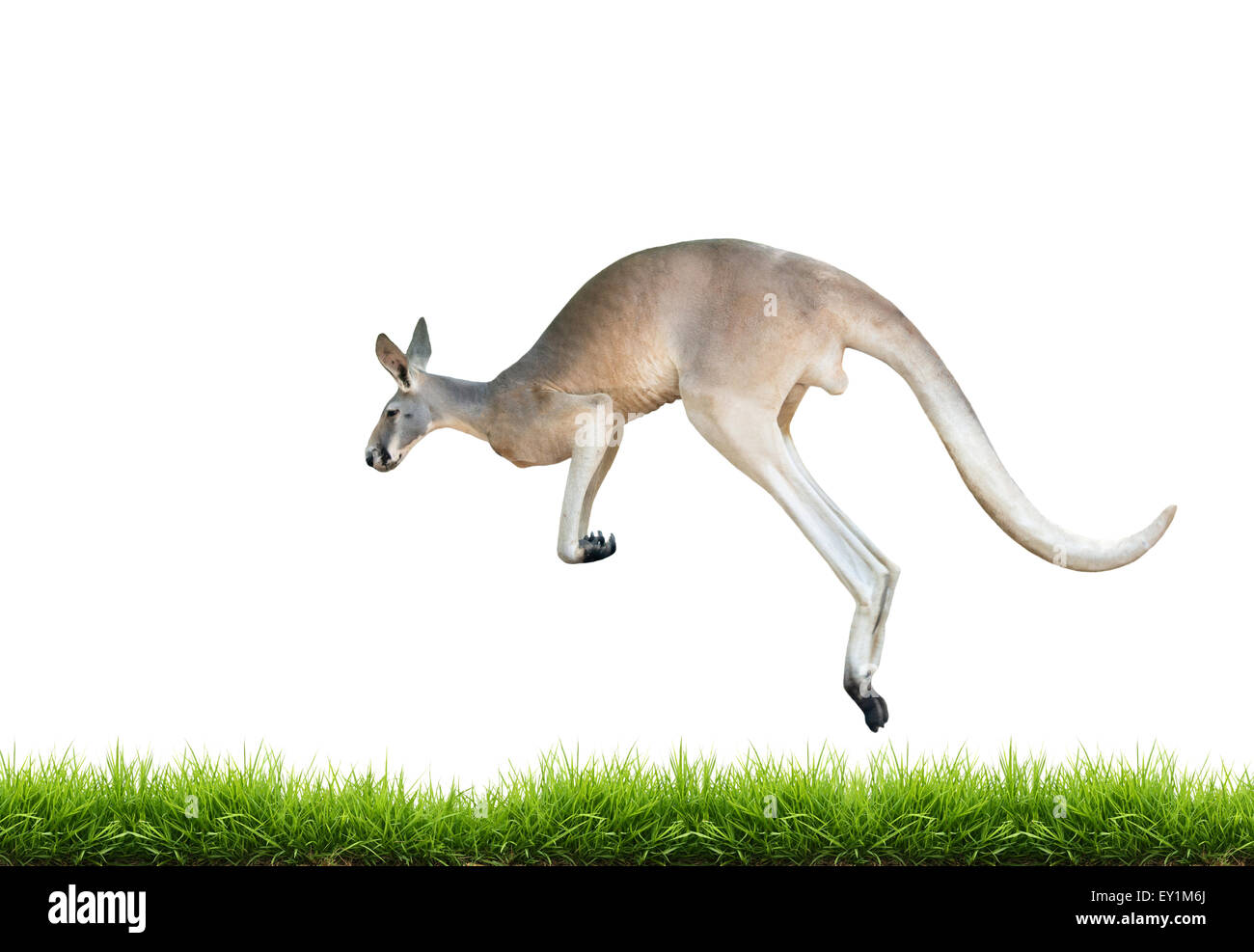Red Kangaroo Jumping High